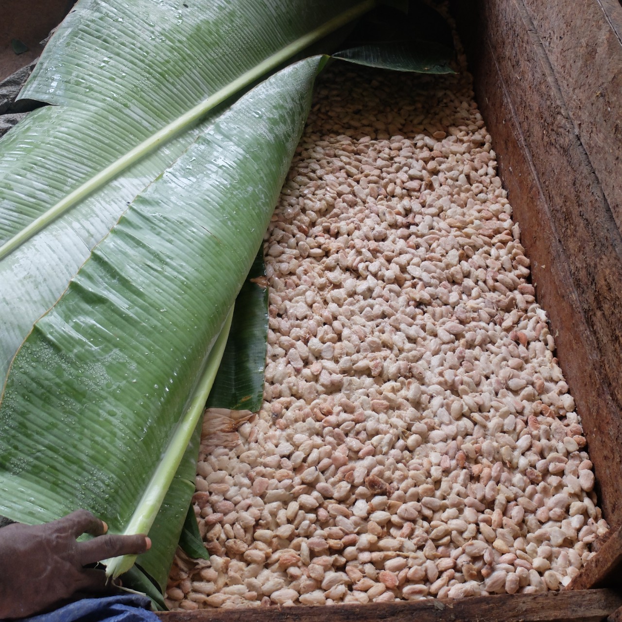 Cacao-Trace launches in Papua New Guinea - Belcolade